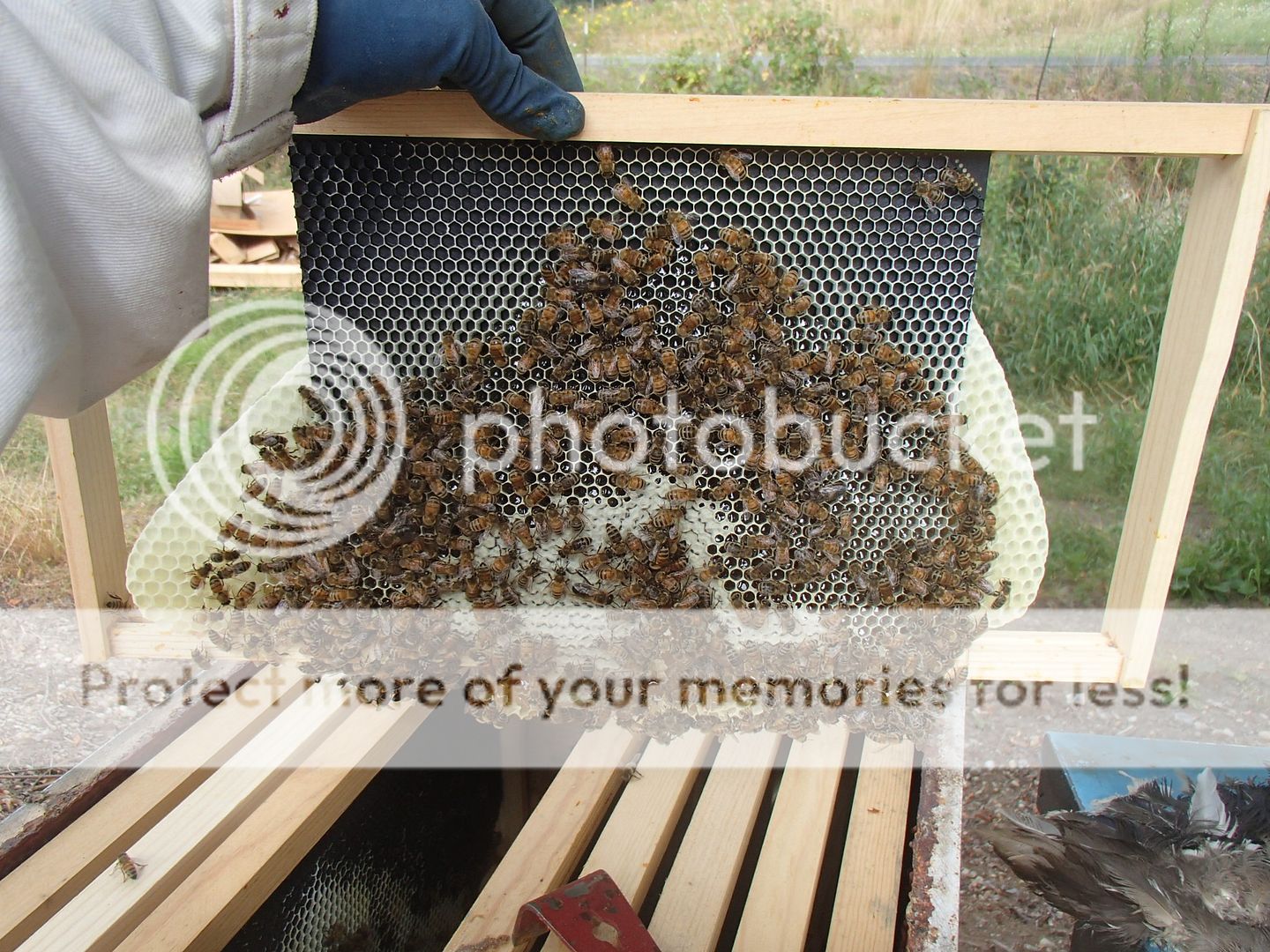 Foundation or not? | Page 2 | Beesource Beekeeping Forums